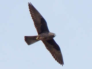 Eleonora's Falcon - eBird