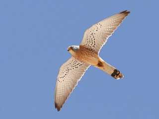 Lesser Kestrel - eBird