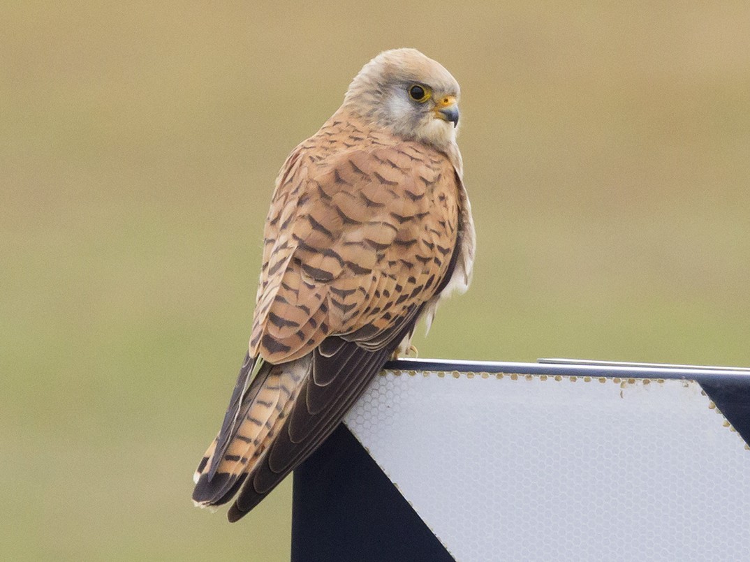 Lesser Kestrel - eBird
