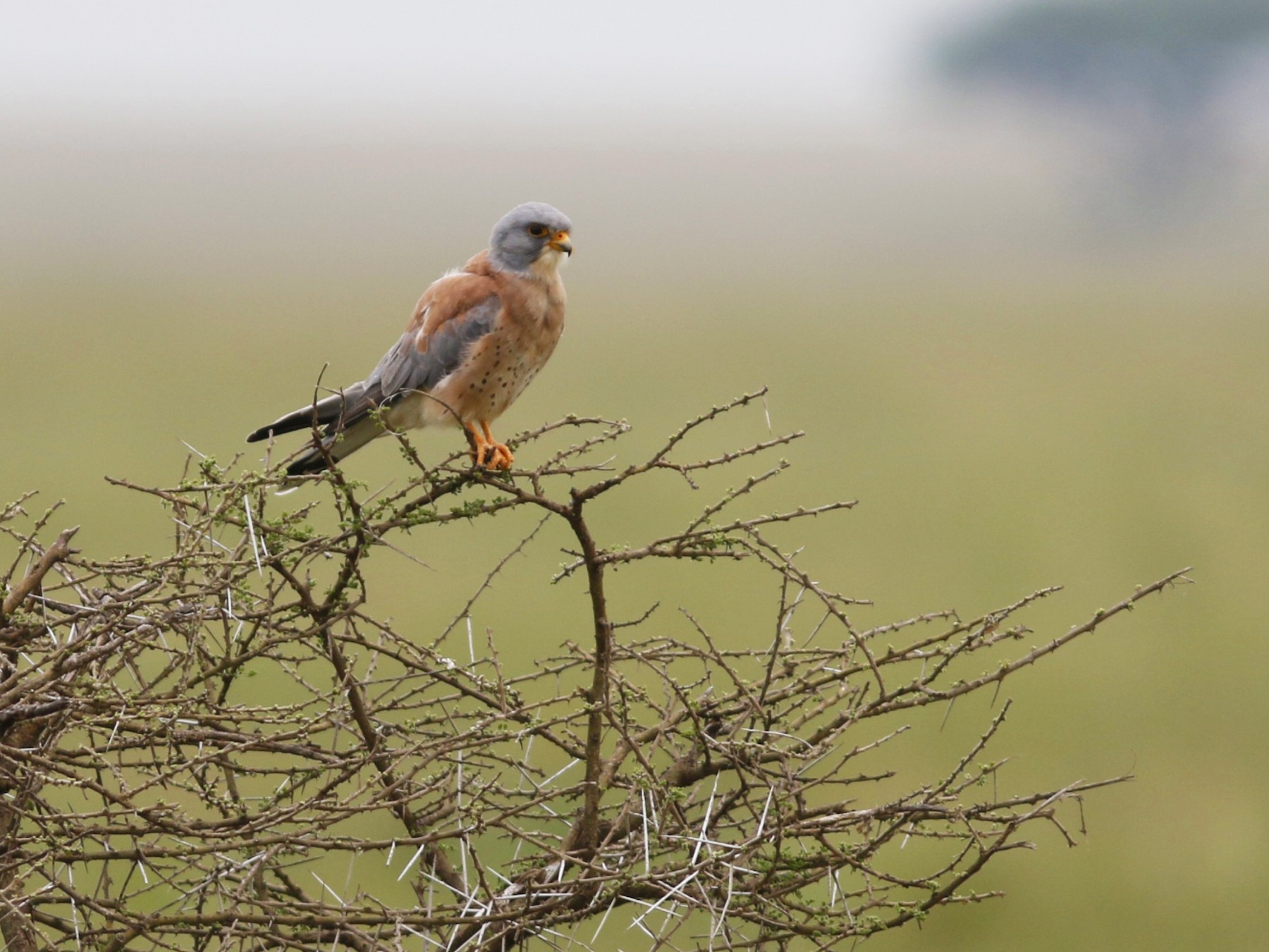Lesser Kestrel - eBird
