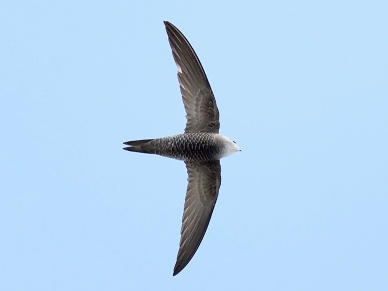 Pallid Swift - eBird