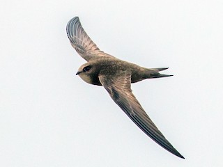 Pallid Swift - eBird