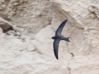 Pallid Swift - eBird
