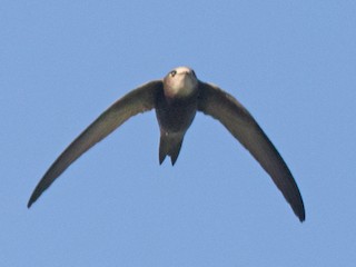 Pallid Swift - eBird