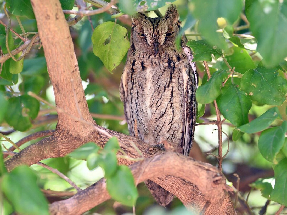 Eurasian Scops Owl - eBird