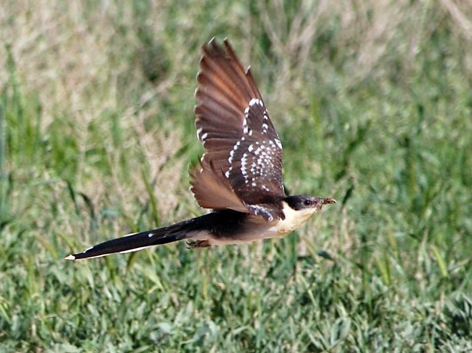 Great Spotted Cuckoo - eBird
