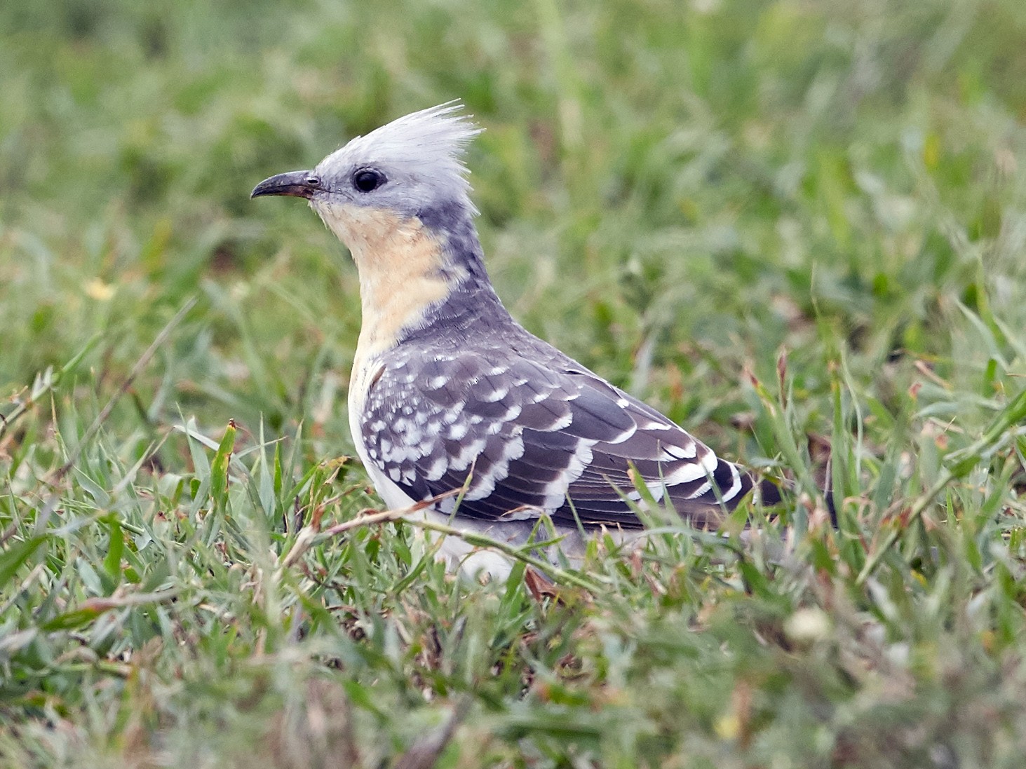 Great Spotted Cuckoo - eBird