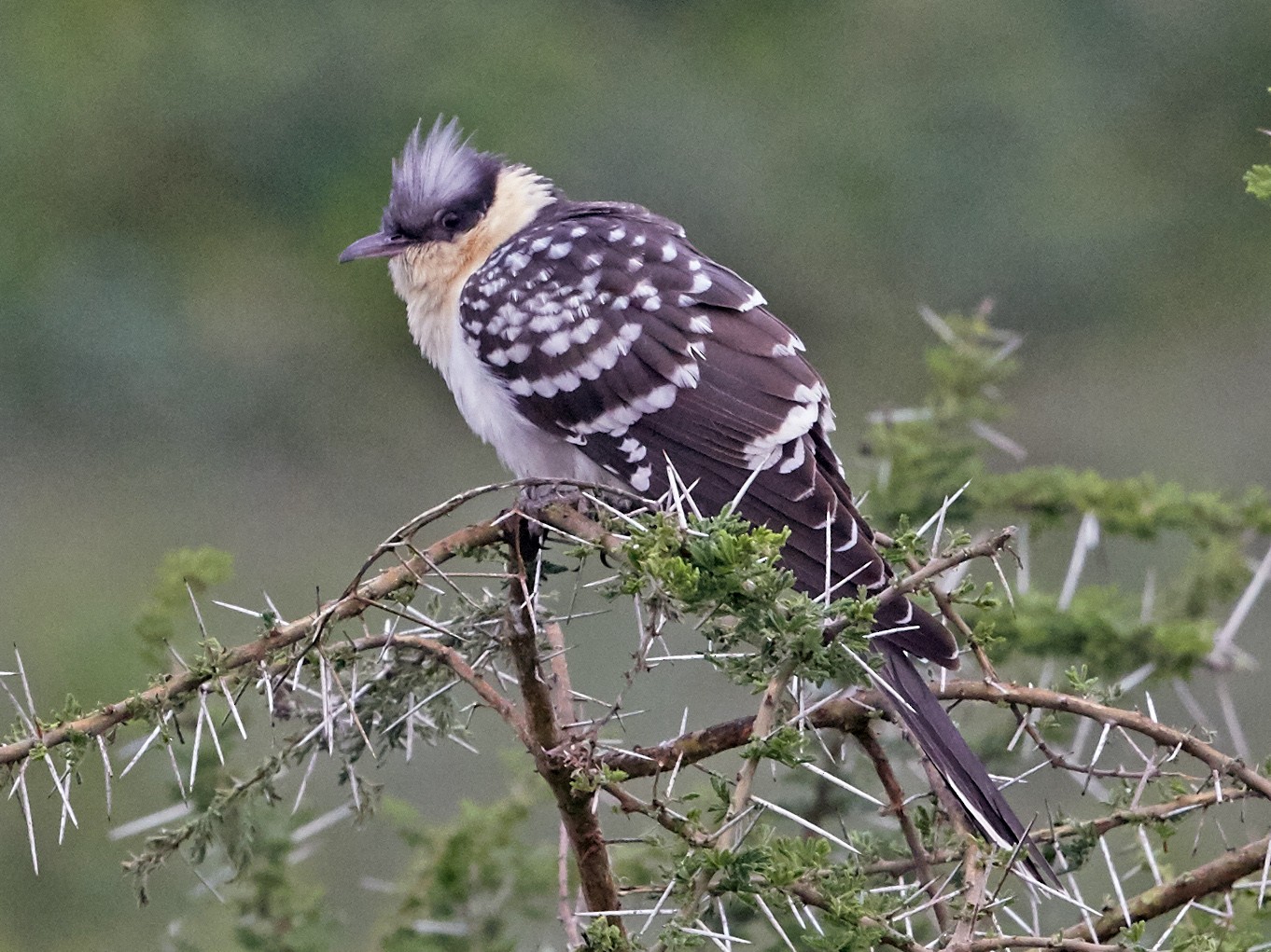 Great Spotted Cuckoo - eBird