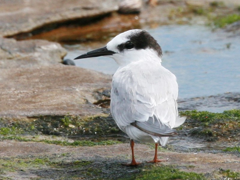 Little Tern - eBird