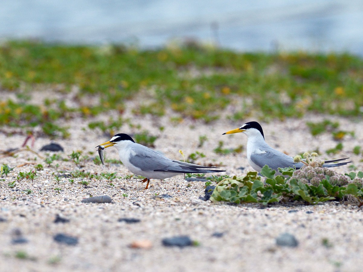Little Tern - eBird
