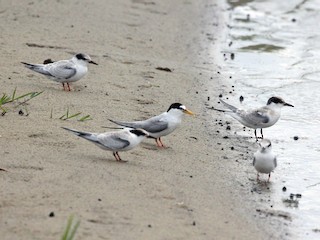 Little Tern - eBird
