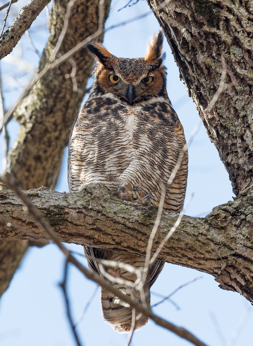 eBird Checklist - 27 Mar 2023 - Brunner Family Forest Preserve - 7 species
