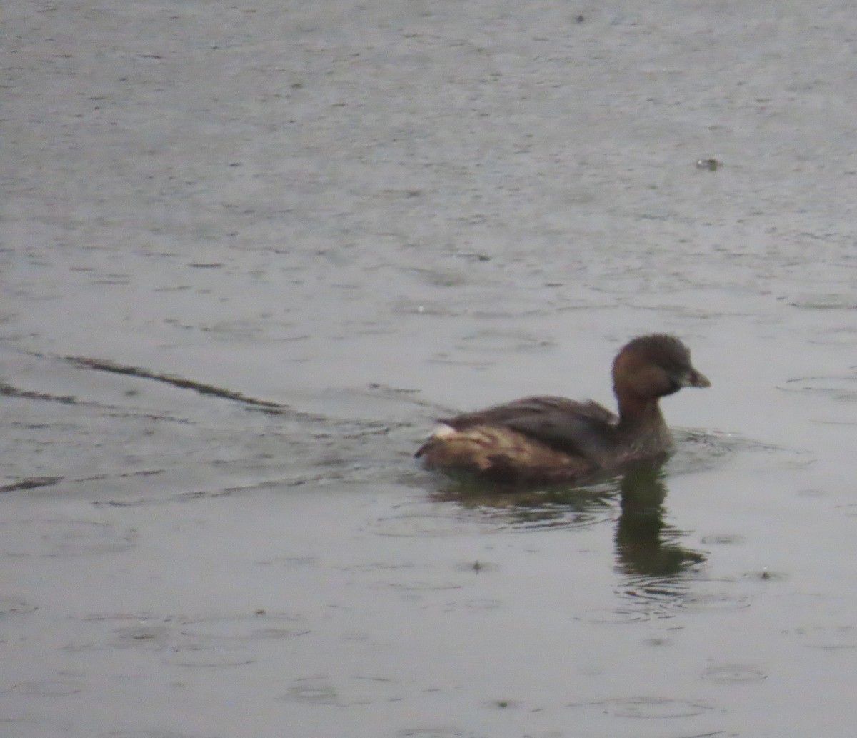 New Jersey eBird Checklist - 27 Mar 2023 - Lake Carey - 12 species
