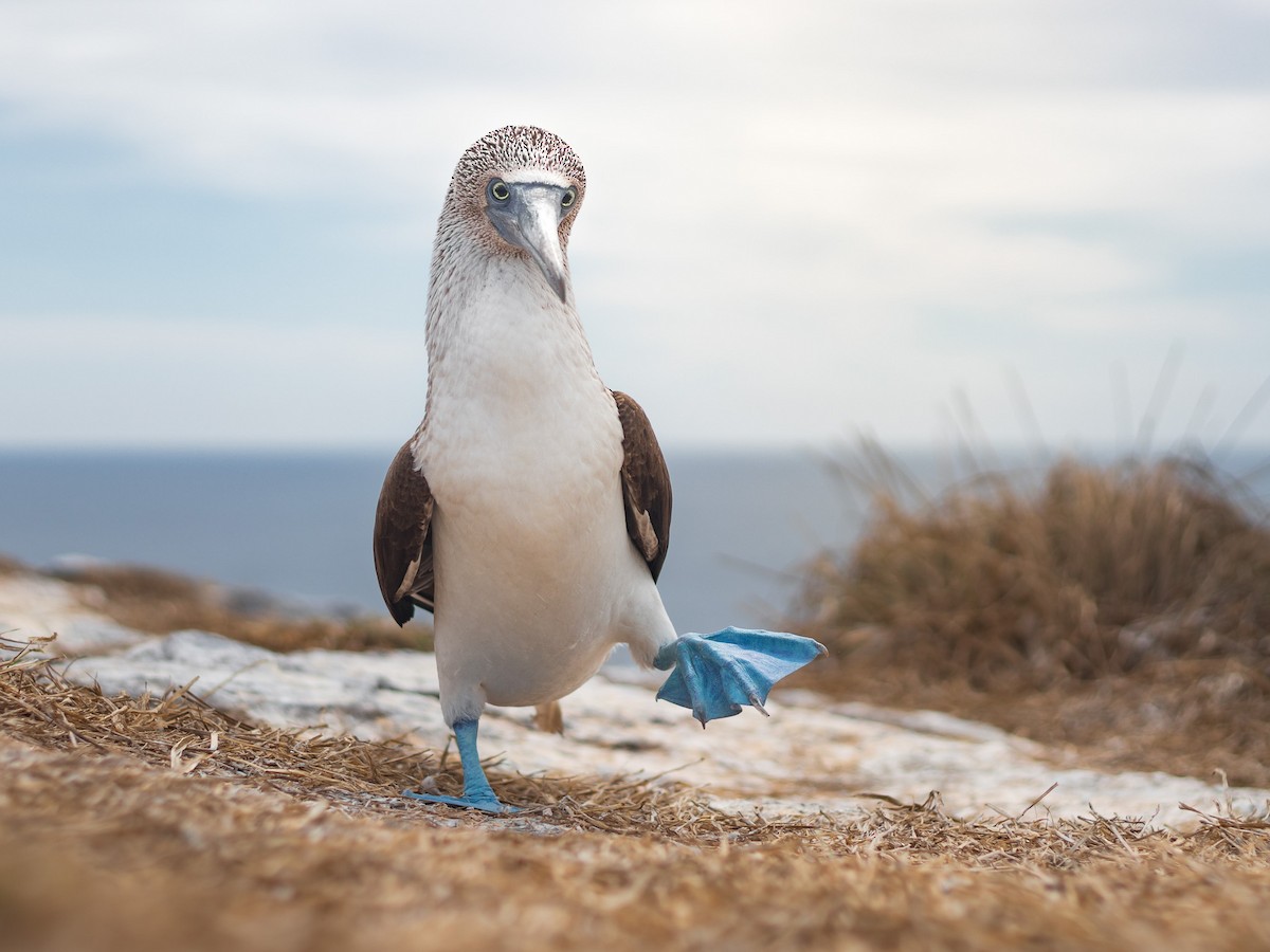 Blue Footed Booby