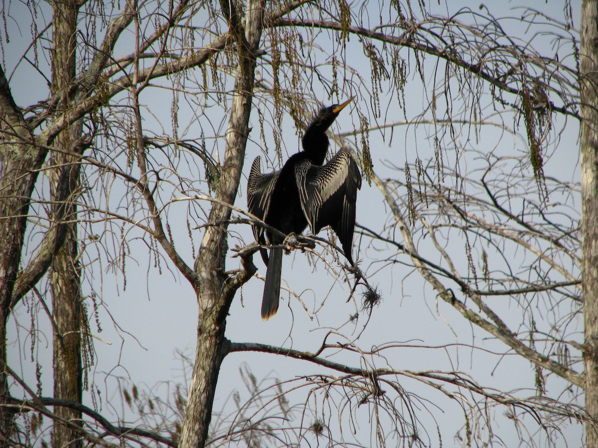 eBird Checklist - 16 Feb 2010 - Rookery Bay NERR--Education Center - 14 ...