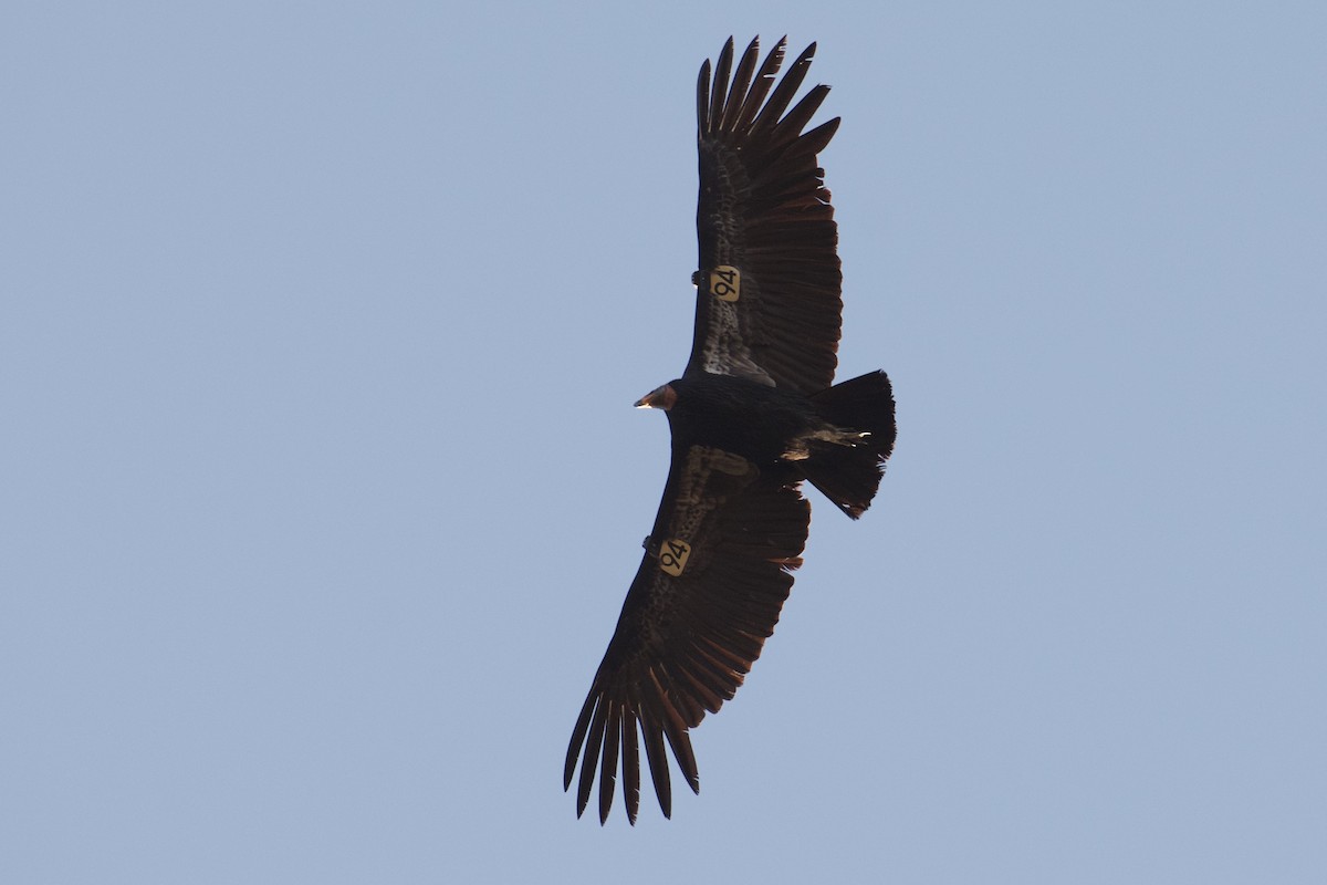 eBird Checklist - 24 Mar 2023 - Pinnacles NP--Condor Gulch Trail - 19 ...