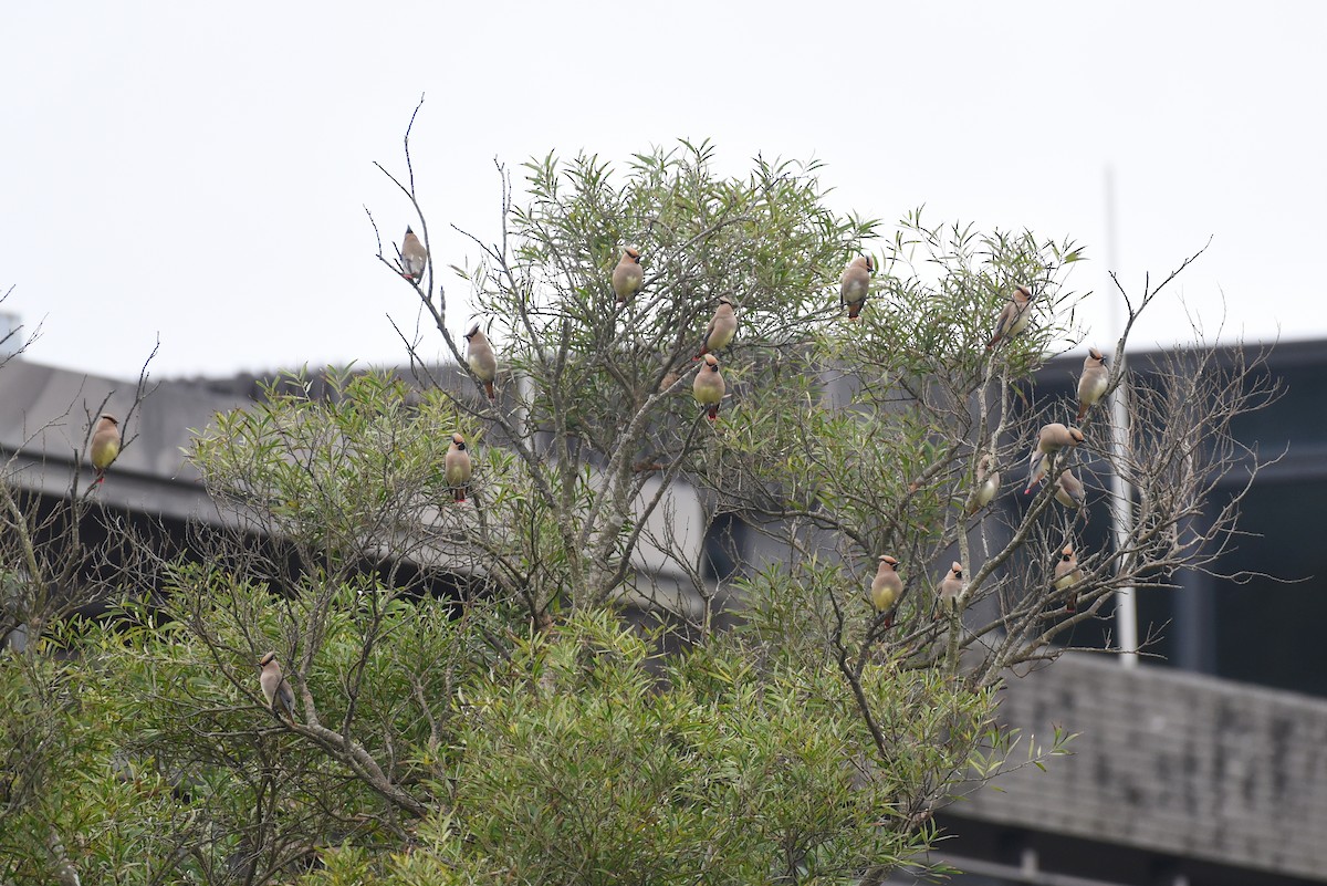 eBird Taiwan Checklist - 28 Mar 2023 - 台北--草山猛禽中心(Taipei--Grass ...