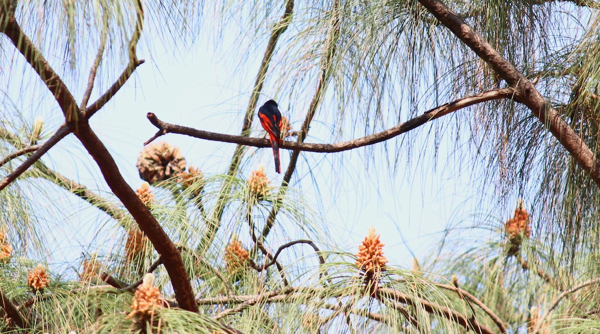 ML550569551 - Scarlet Minivet - Macaulay Library