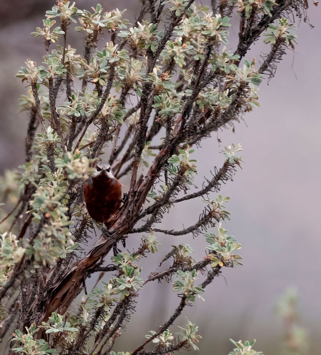 eBird Checklist - 26 Mar 2023 - Belén--Bosque Queñua (Polylepis) - 14 ...