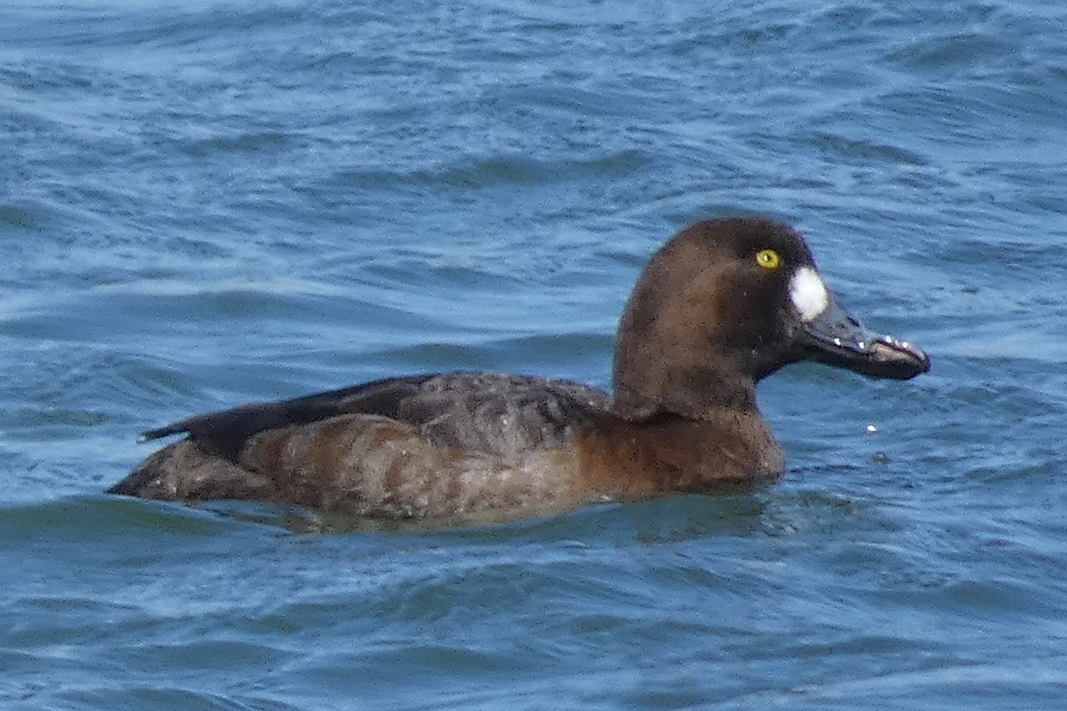 eBird Checklist - 27 Mar 2023 - Calvert Vaux Park (Dreier-Offerman Park ...