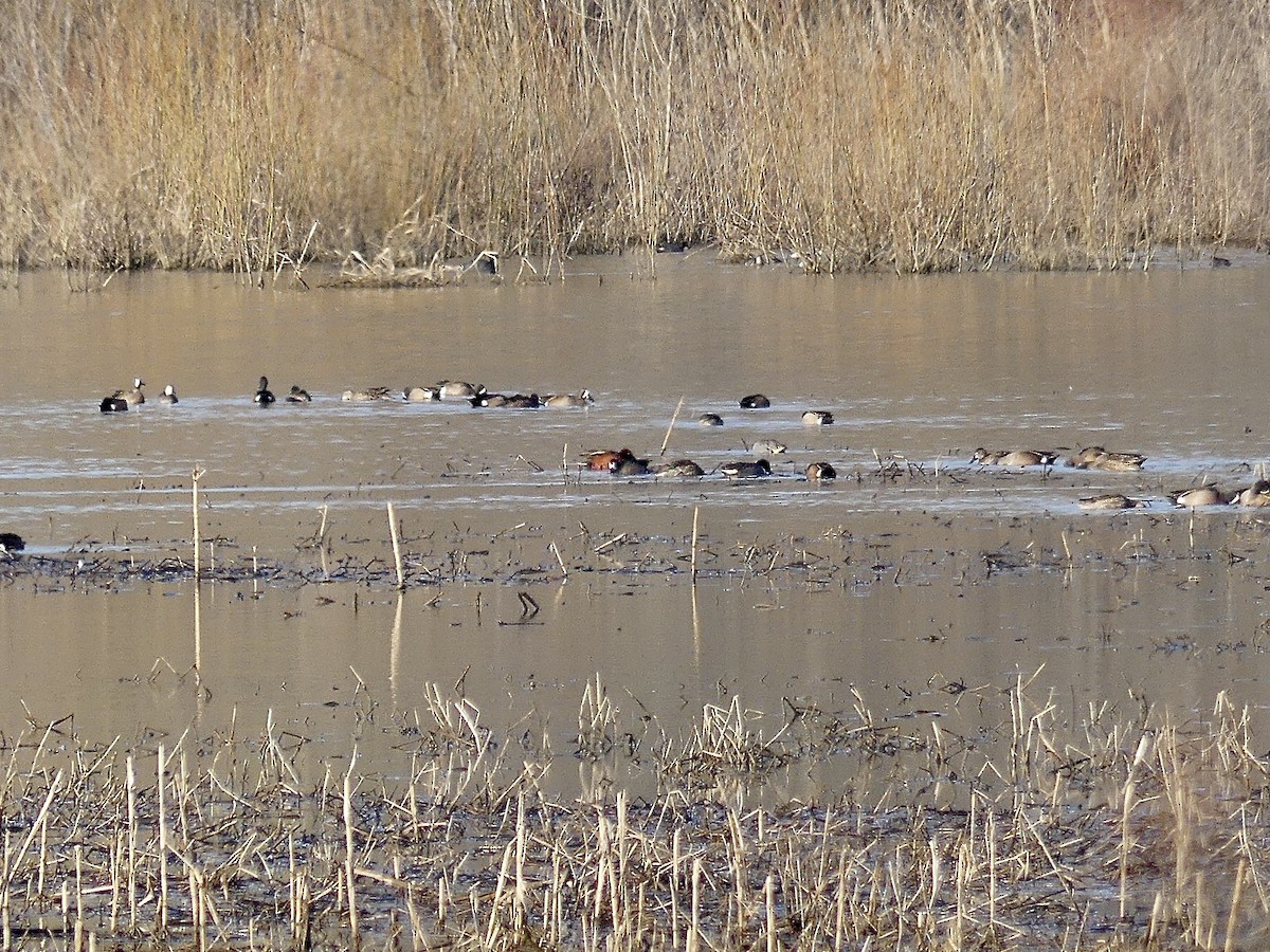 eBird Checklist - 28 Mar 2023 - Sloughs WMA, Sauerheber Unit--Muddy ...