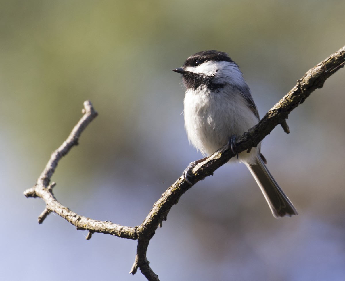 eBird Checklist - 28 Mar 2023 - Mullins Park - 39 species (+1 other taxa)