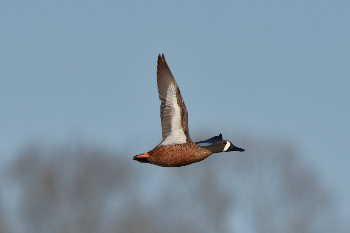 eBird Checklist - 26 Mar 2023 - Tennessee NWR--Duck River Unit--Pool 5 ...