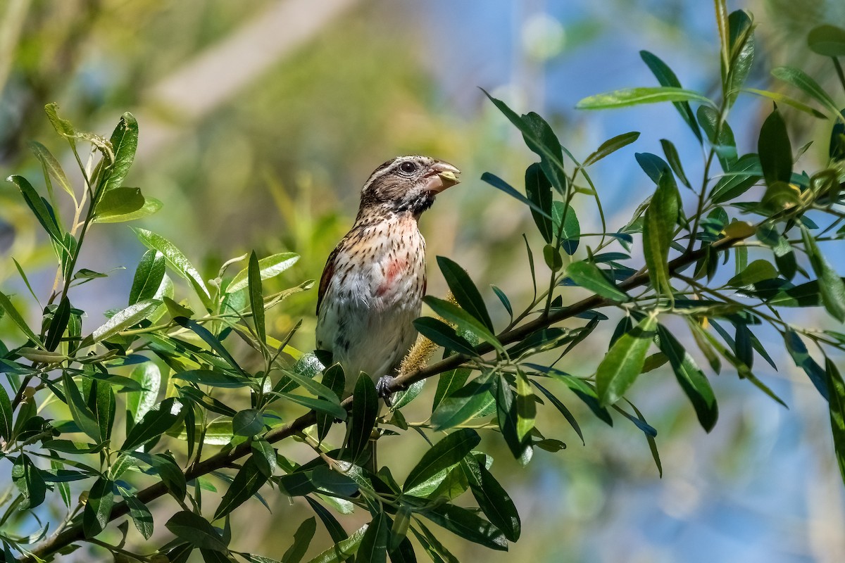 eBird Checklist - 28 Mar 2023 - William R Mason Regional Park, Irvine ...