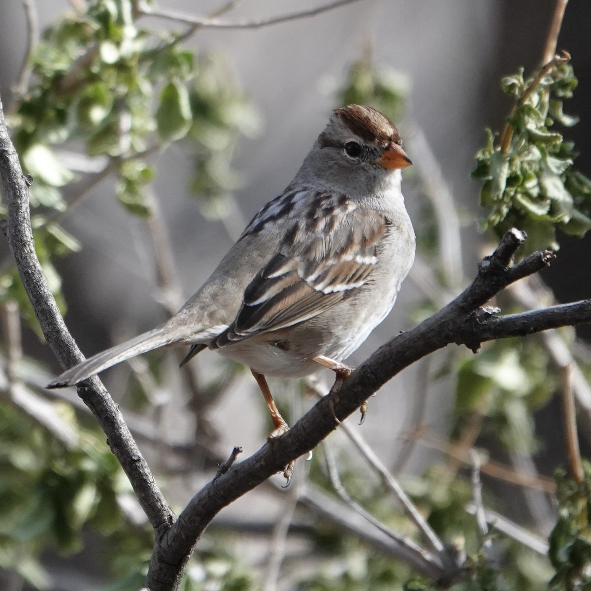 eBird Checklist - 8 Mar 2023 - Coronado National Forest, Sonoita US-AZ ...