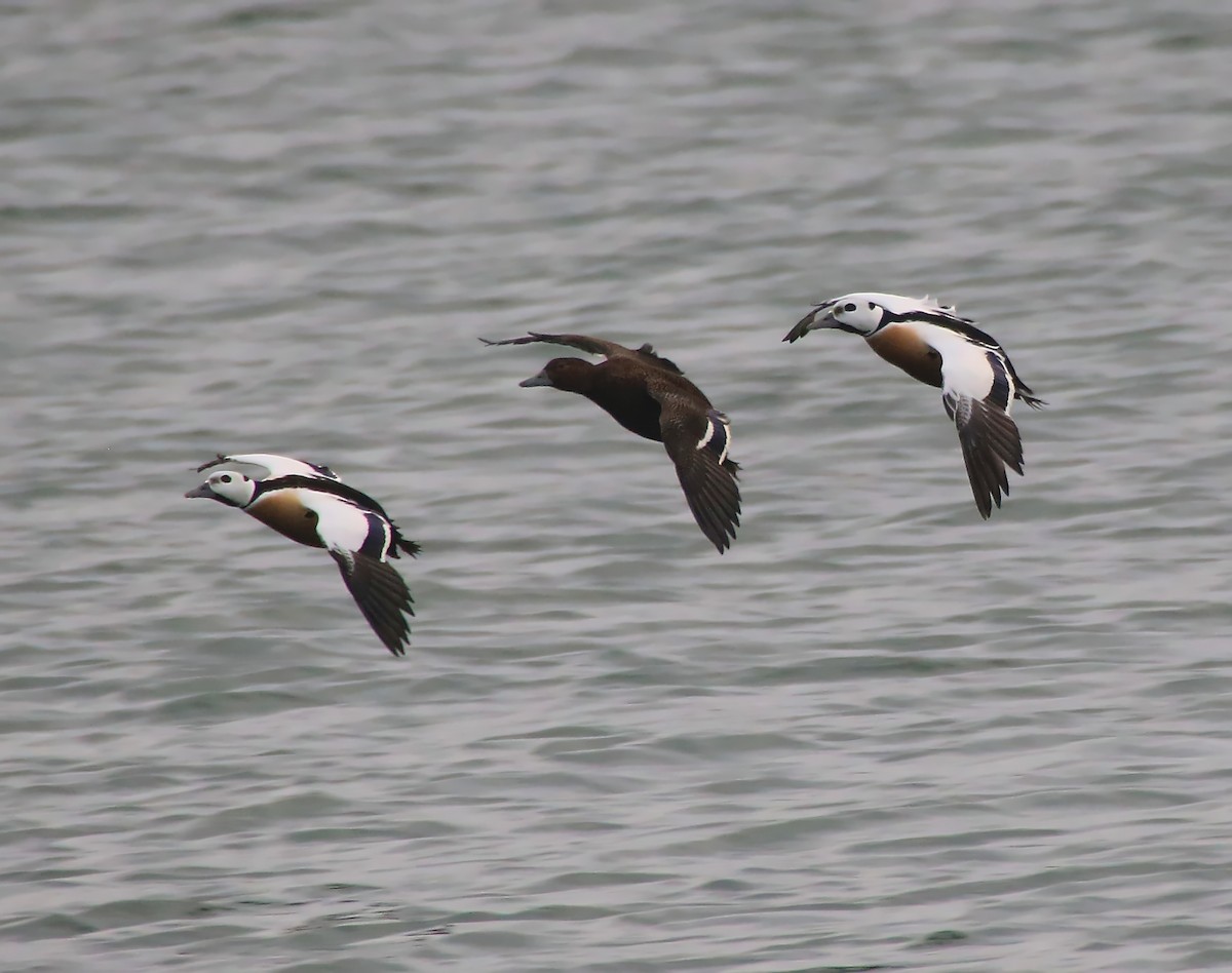 eBird Checklist - 13 Feb 2023 - Saaremaa sadam - 18 species