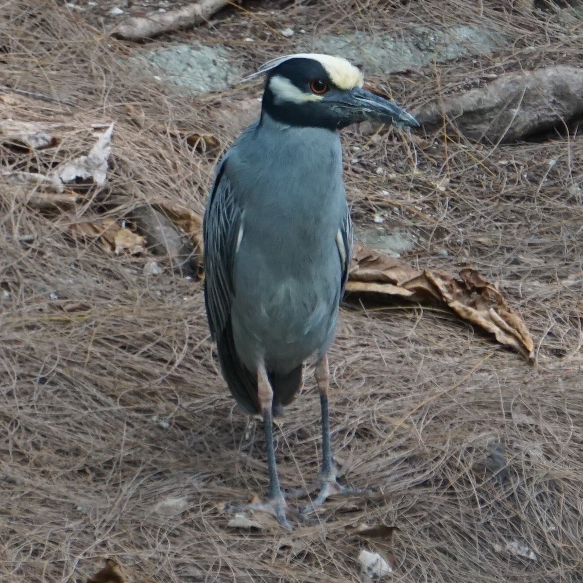 eBird Checklist - 27 Mar 2023 - Miller Drive Roost (Brewer Park) - 19 ...