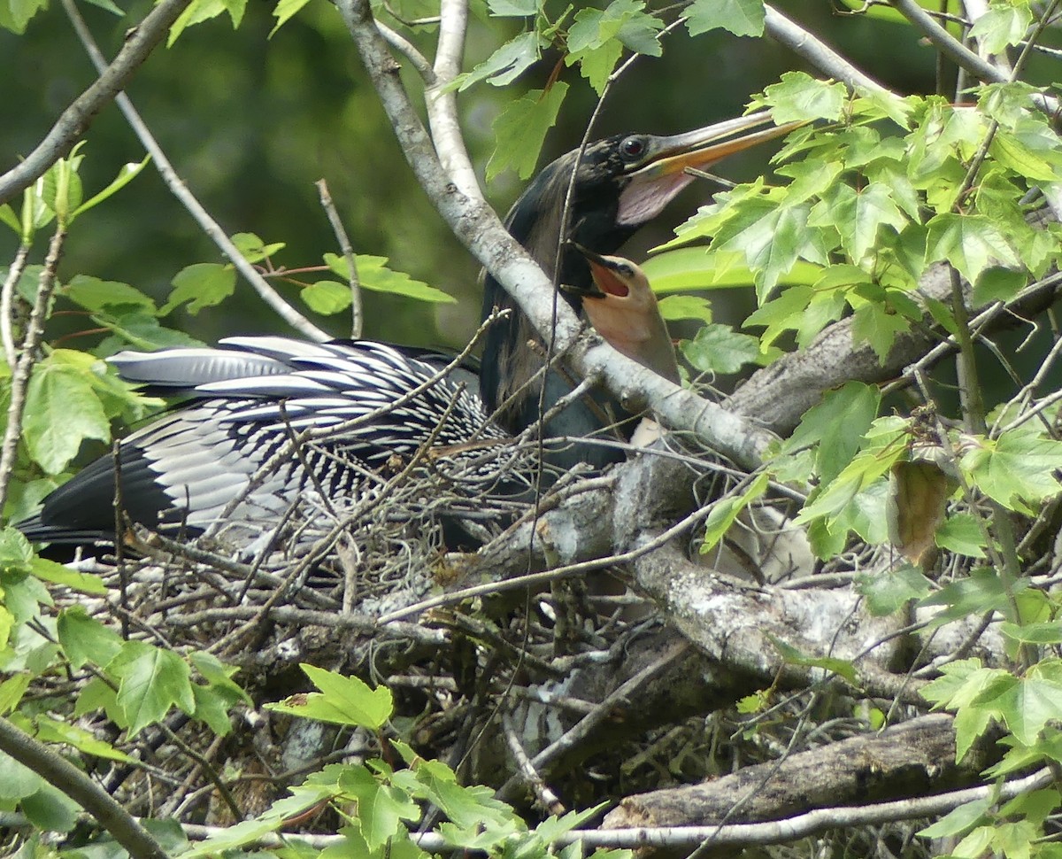 eBird Checklist - 28 Mar 2023 - Audubon Corkscrew Swamp Sanctuary - 25 ...