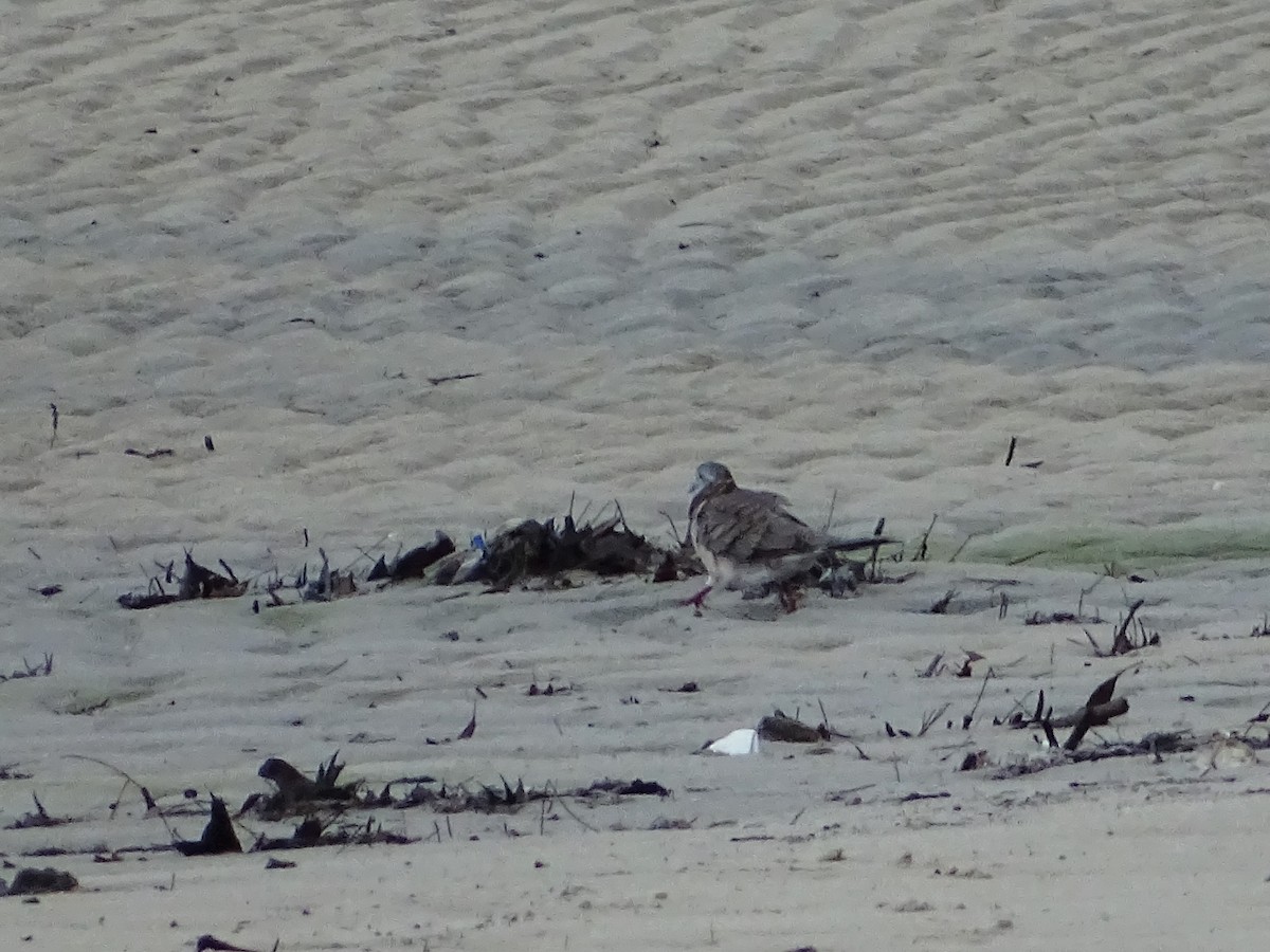 eBird Checklist - 29 Mar 2023 - Mill Stream Lookout (Botany) - 17 species