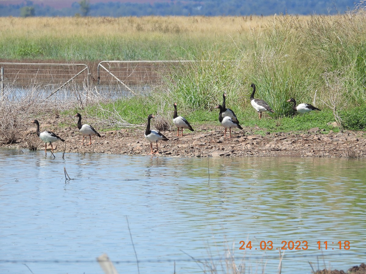 eBird Checklist - 24 Mar 2023 - Lake Goran - 67 species