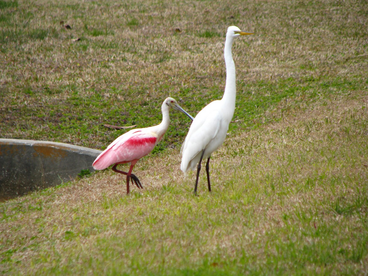 eBird Checklist - 19 Feb 2010 - Isla del Sol - 2 species