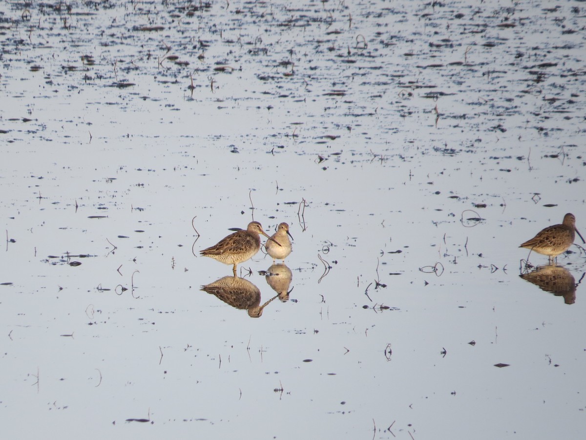 eBird Checklist - 28 Mar 2023 - Howard Marsh Metropark - 22 species
