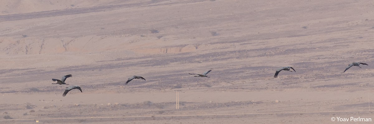 Israel Breeding Bird Atlas Checklist - 26 Mar 2023 - Eilat--KM20 ...