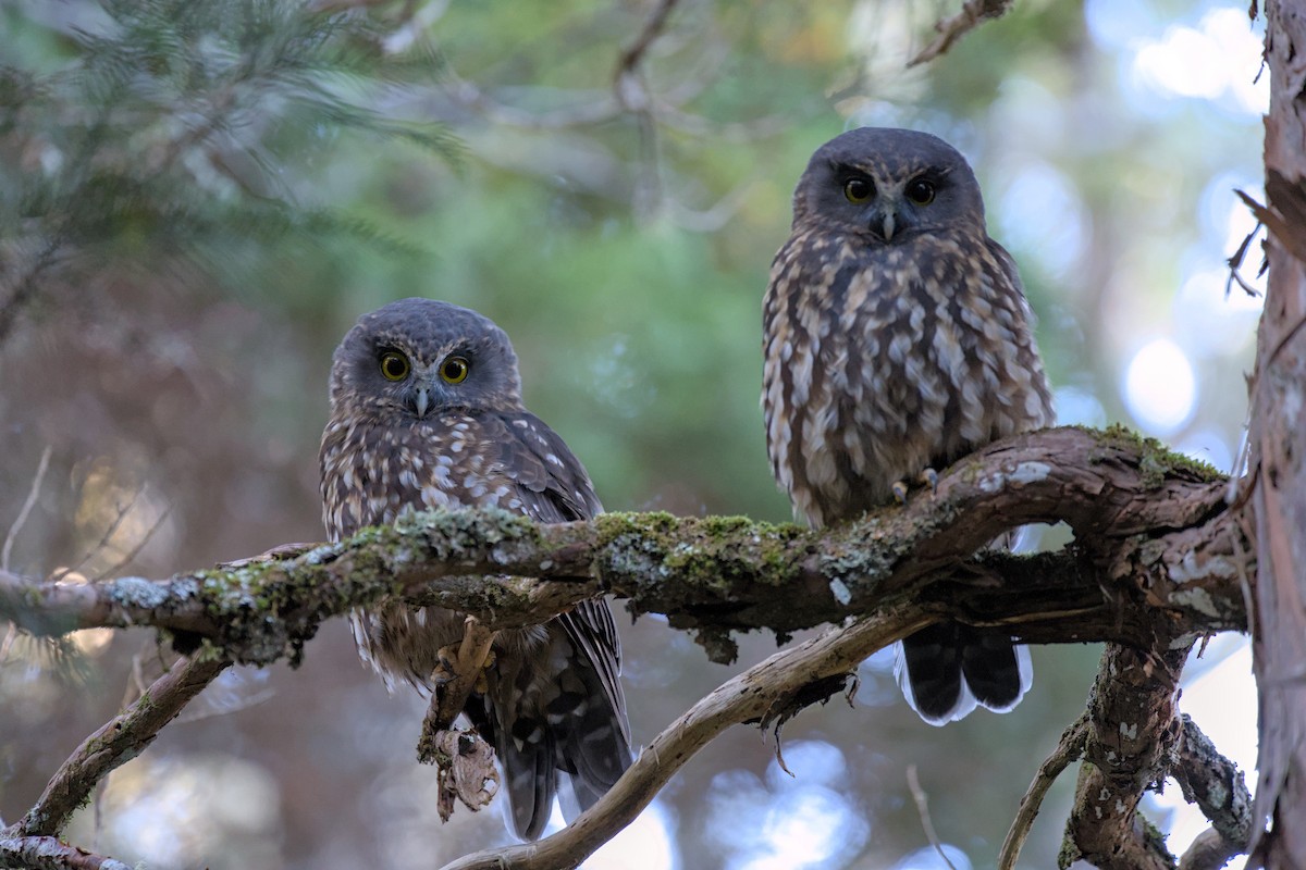 Ruru/morepork on the decline? - New Zealand Bird Atlas