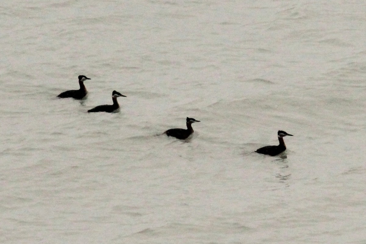 eBird Checklist - 29 Mar 2023 - Virmond Park - 18 species