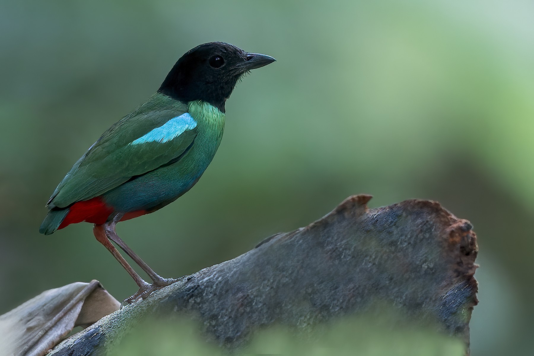 Pita encapuchada oriental (novaeguineae/goodfellowi) - eBird