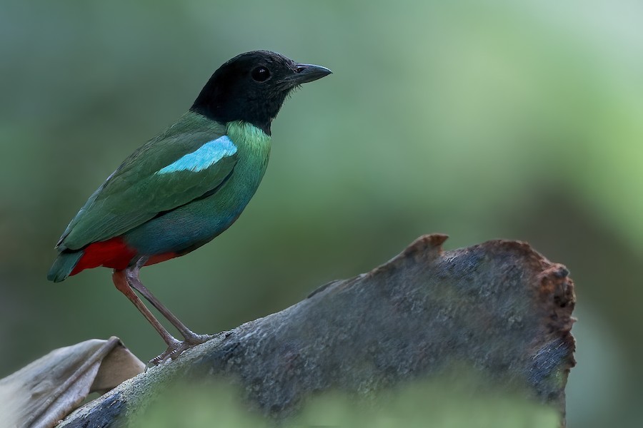 Pita Encapuchada Oriental (novaeguineae/goodfellowi) - eBird