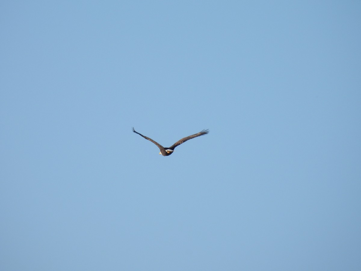 eBird Checklist - 29 Mar 2023 - Parc nautique de Cap-Rouge - 19 species