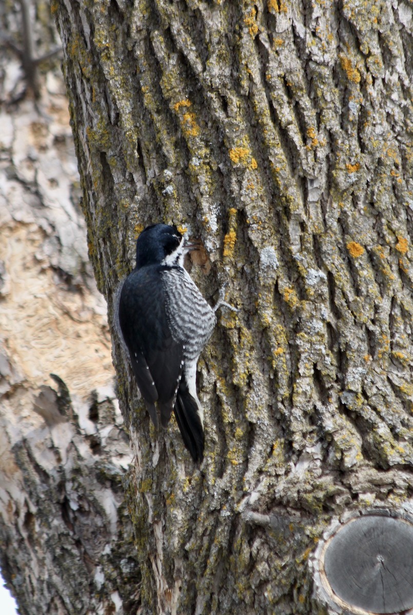 eBird Checklist - 29 Mar 2023 - PN du Cap-St-Jacques - 12 species