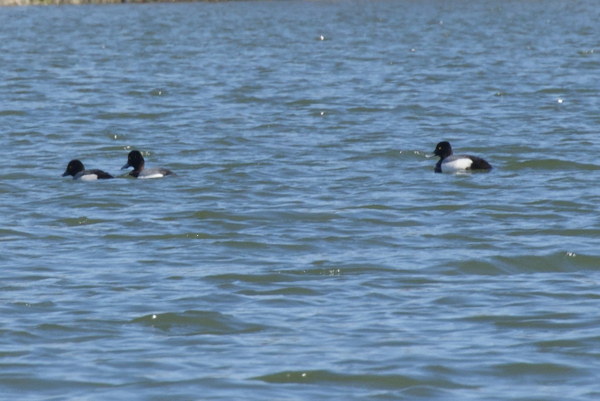 Mass Audubon eBird Checklist - 29 Mar 2023 - Marion County Park and ...