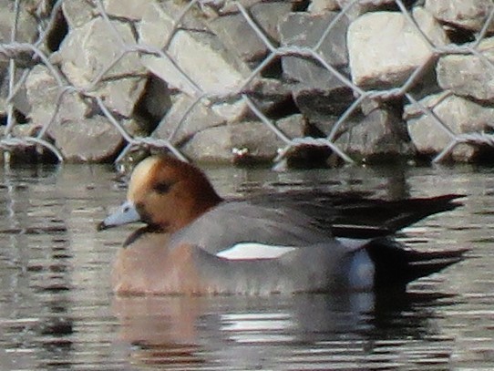 eBird Checklist - 29 Mar 2023 - Calgary--Dale Hodges Park (Bowmont East ...