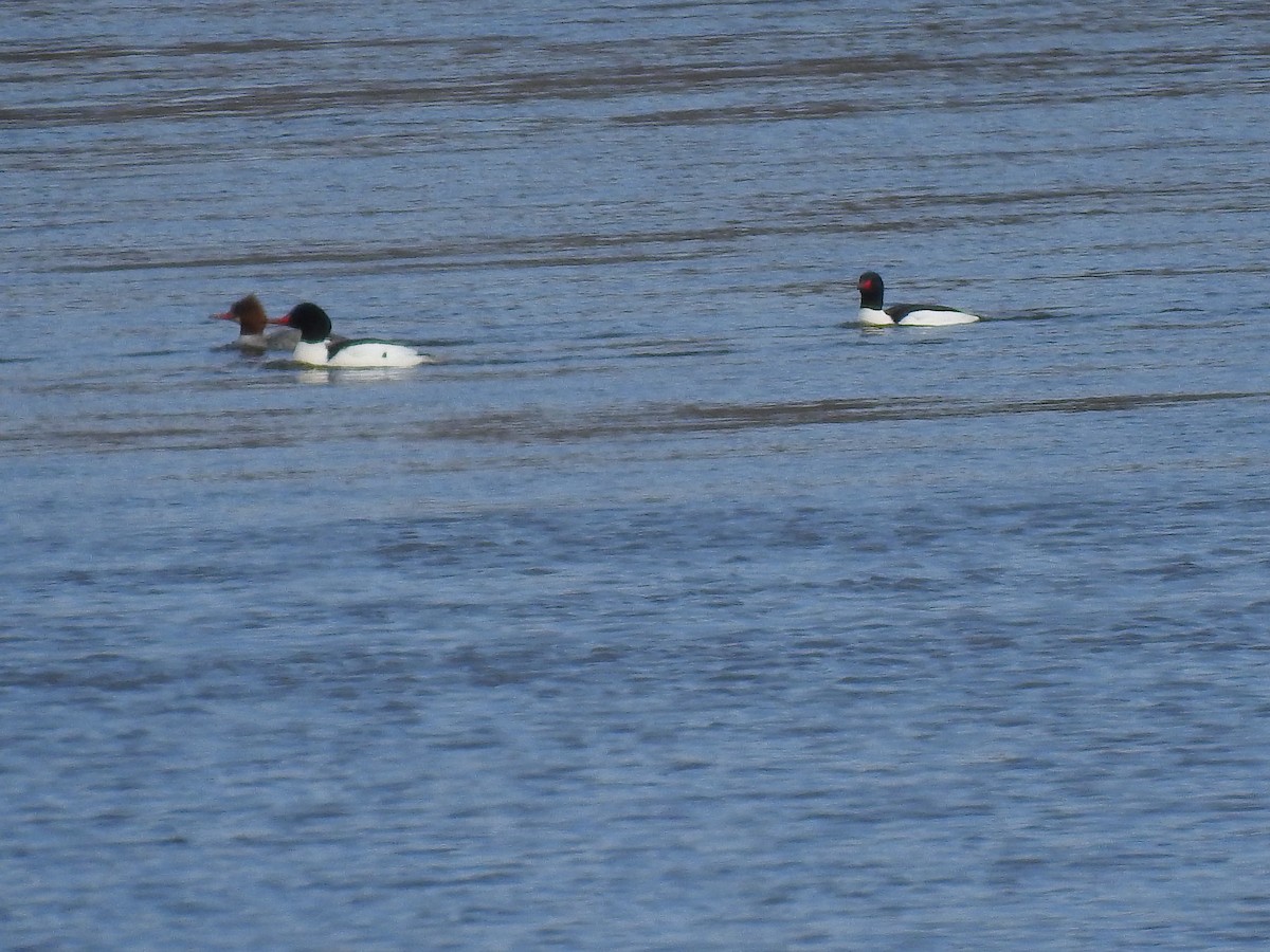 eBird Checklist - 29 Mar 2023 - PN du Cap-St-Jacques - 19 species