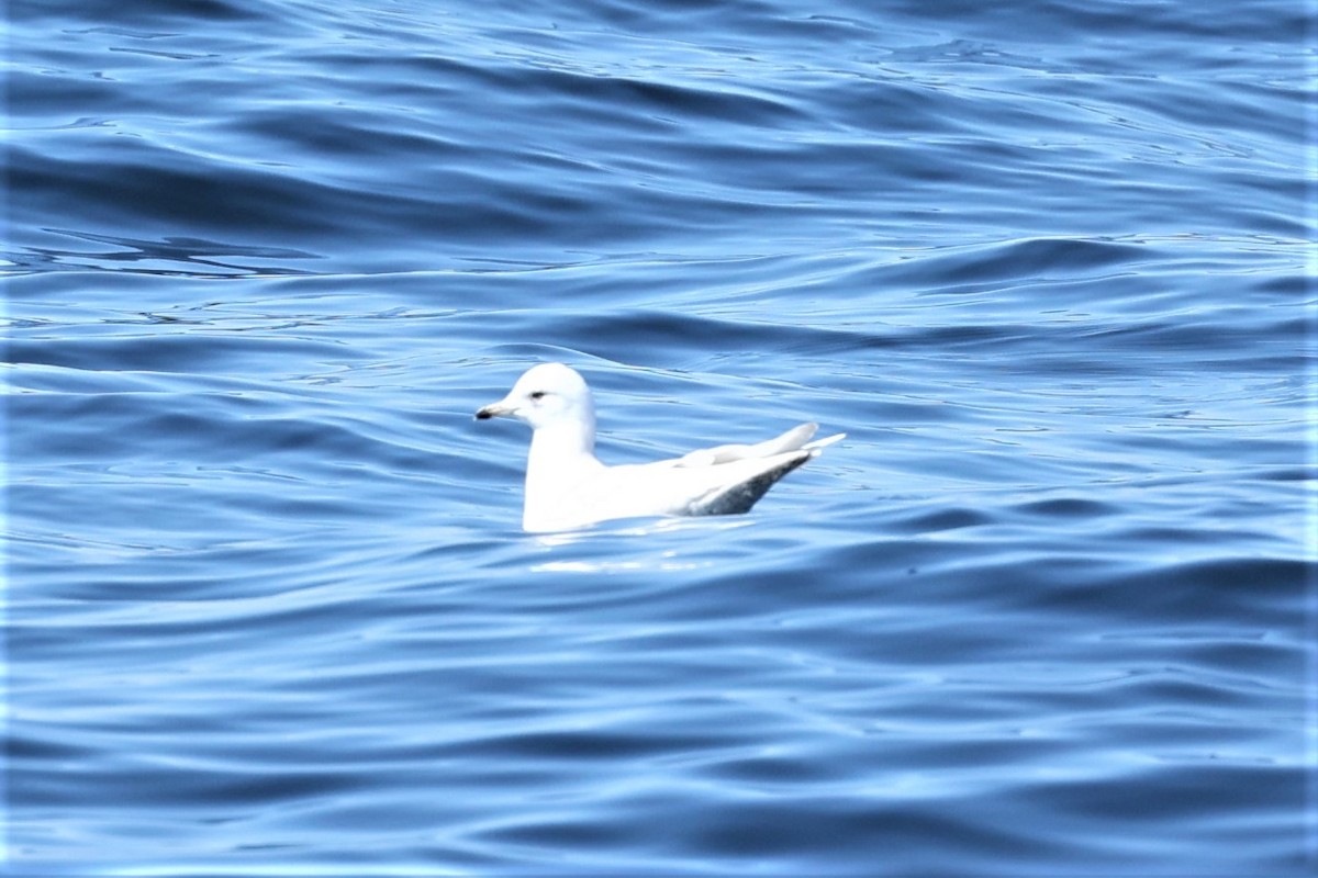 eBird Checklist - 29 Mar 2023 - Jeffreys Ledge--Scantum Basin - 14 ...