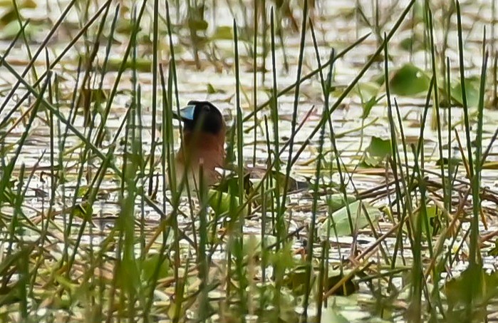 eBird Checklist - 22 Feb 2023 - Medio Queso wetland - 51 species