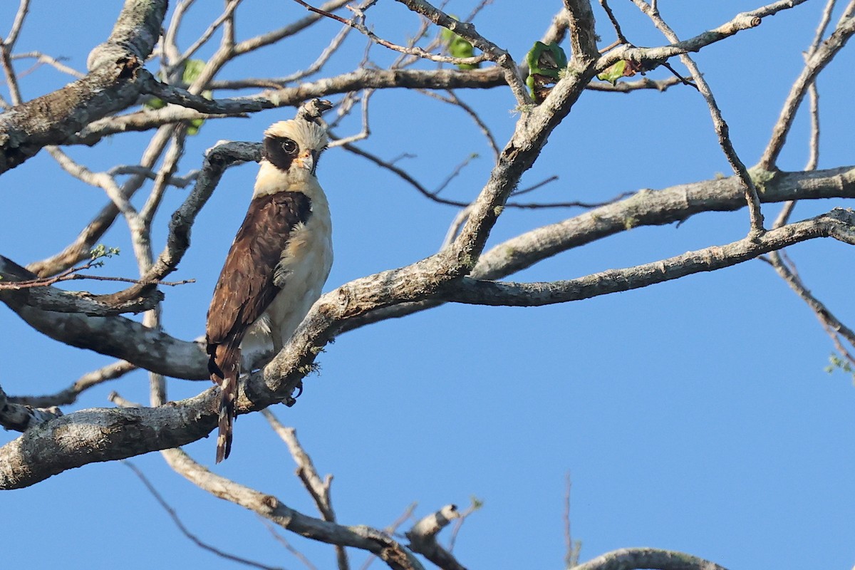 eBird Checklist - 17 Mar 2023 - Crooked Tree Wildlife Sanctuary--Bird's ...