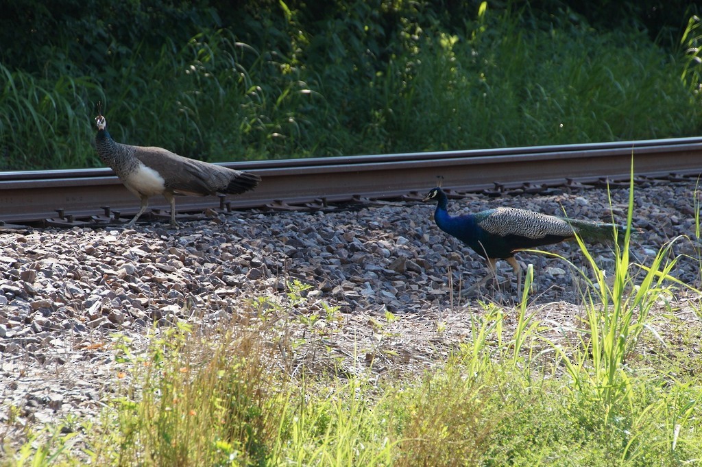 eBird Checklist - 19 Jun 2020 - White River--Rim Shoals - 1 species